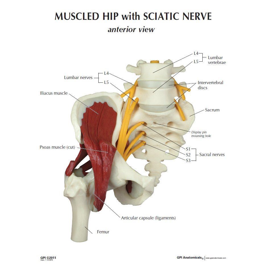 Pisces Healthcare Solutions. Muscled Hip with Sciatic Nerve
